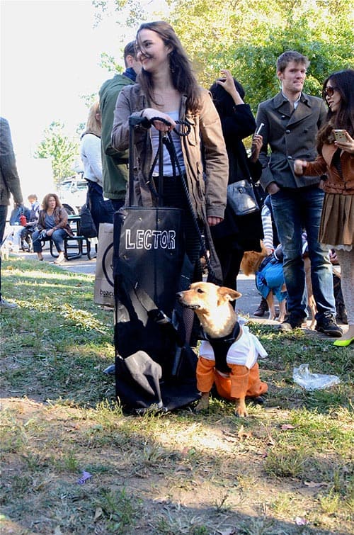 doggie-halloween-12 - Greenpointers