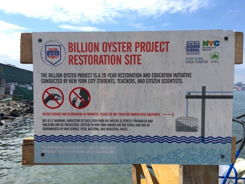 Bringing Back Our Oysters with Billion Oyster Project - Greenpointers