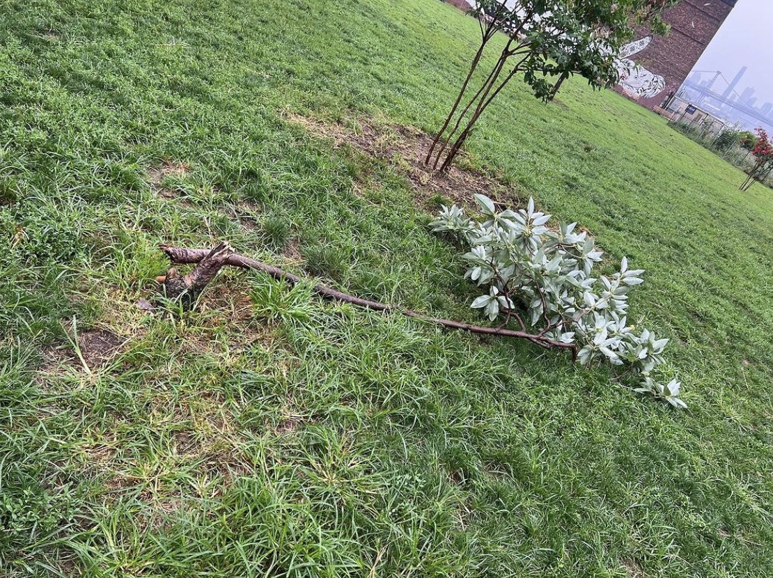 magnoliatree - Greenpointers