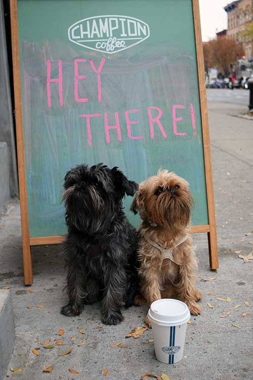 champion-web - Greenpointers