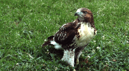 McCarren Park's Insta-Famous Hipster Hawk - Greenpointers