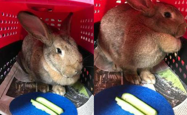Lost Bunny Rabbit Found on Clay Street