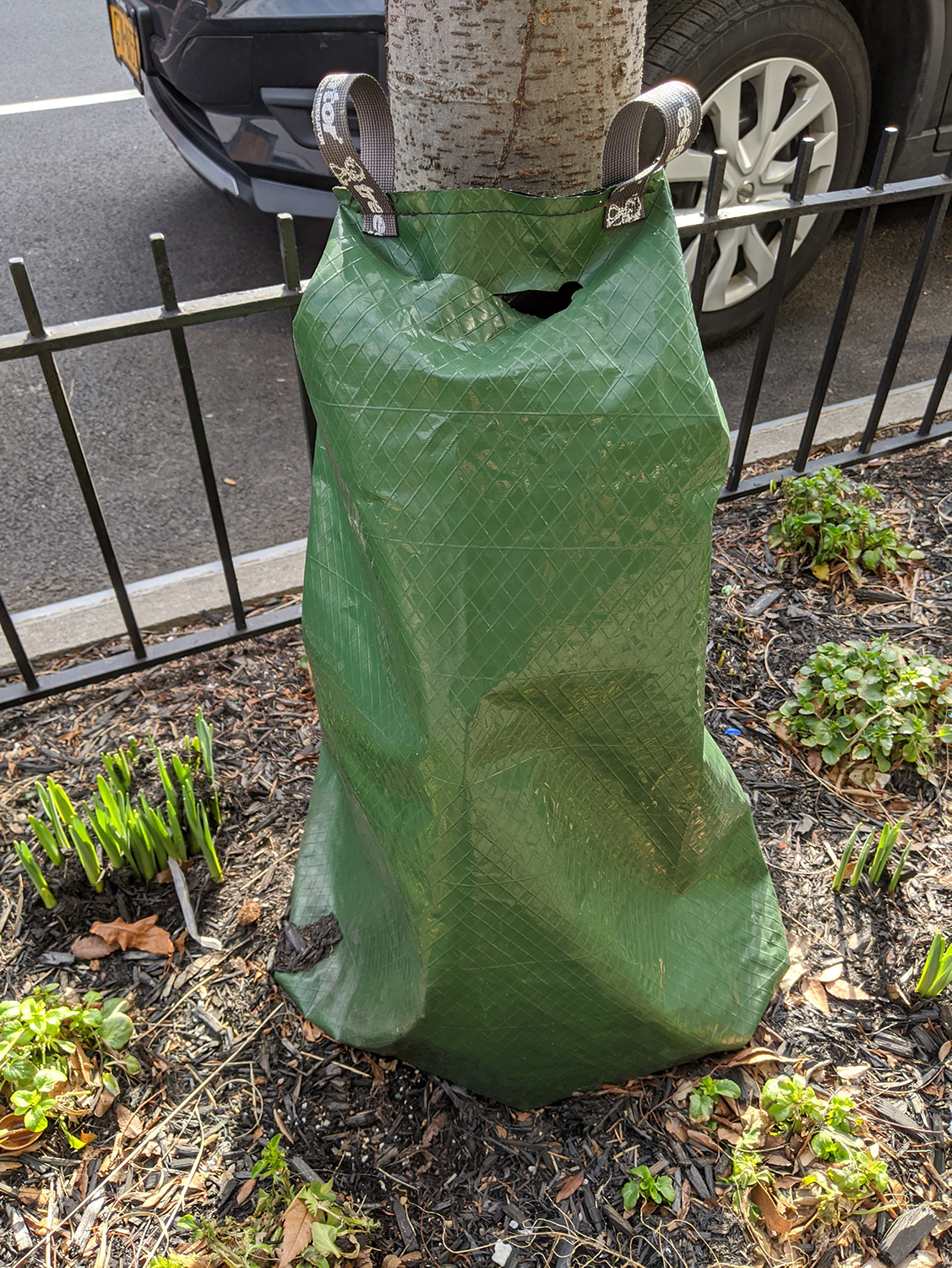 Greenpoint Tree Corps Launches Adopt-a-Tree Program - Greenpointers