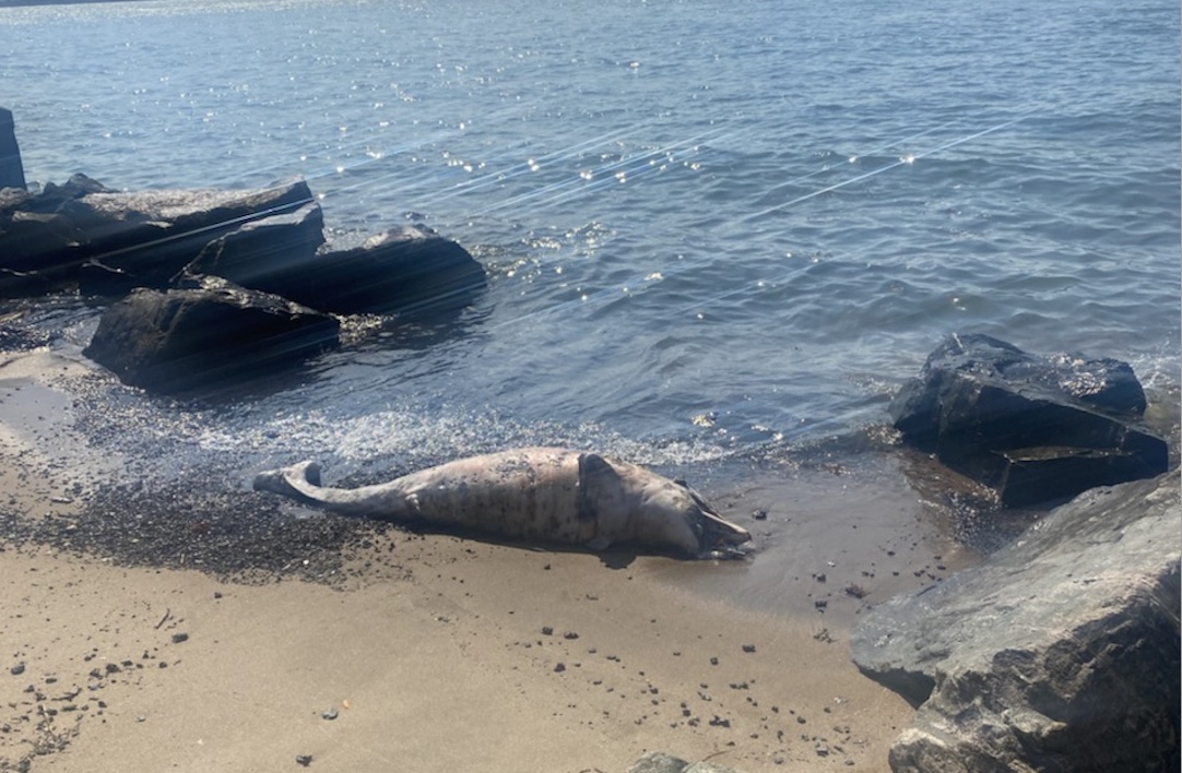 Dolphin Washes Up on Shore of Bushwick Inlet Park - Greenpointers