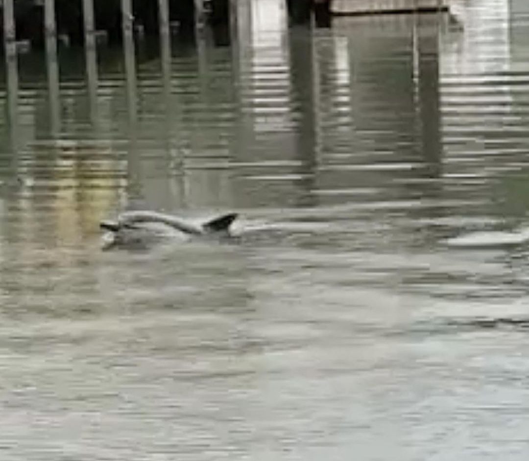 Dolphin - Greenpointers