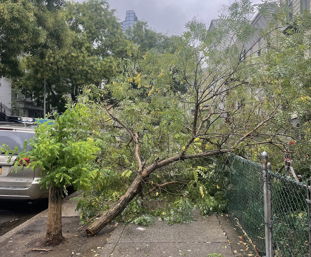 hurontree - Greenpointers