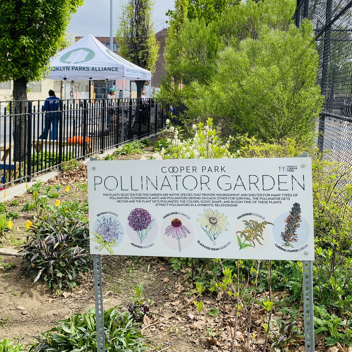 NBK Parks_Friends of Cooper Park (1) - Greenpointers