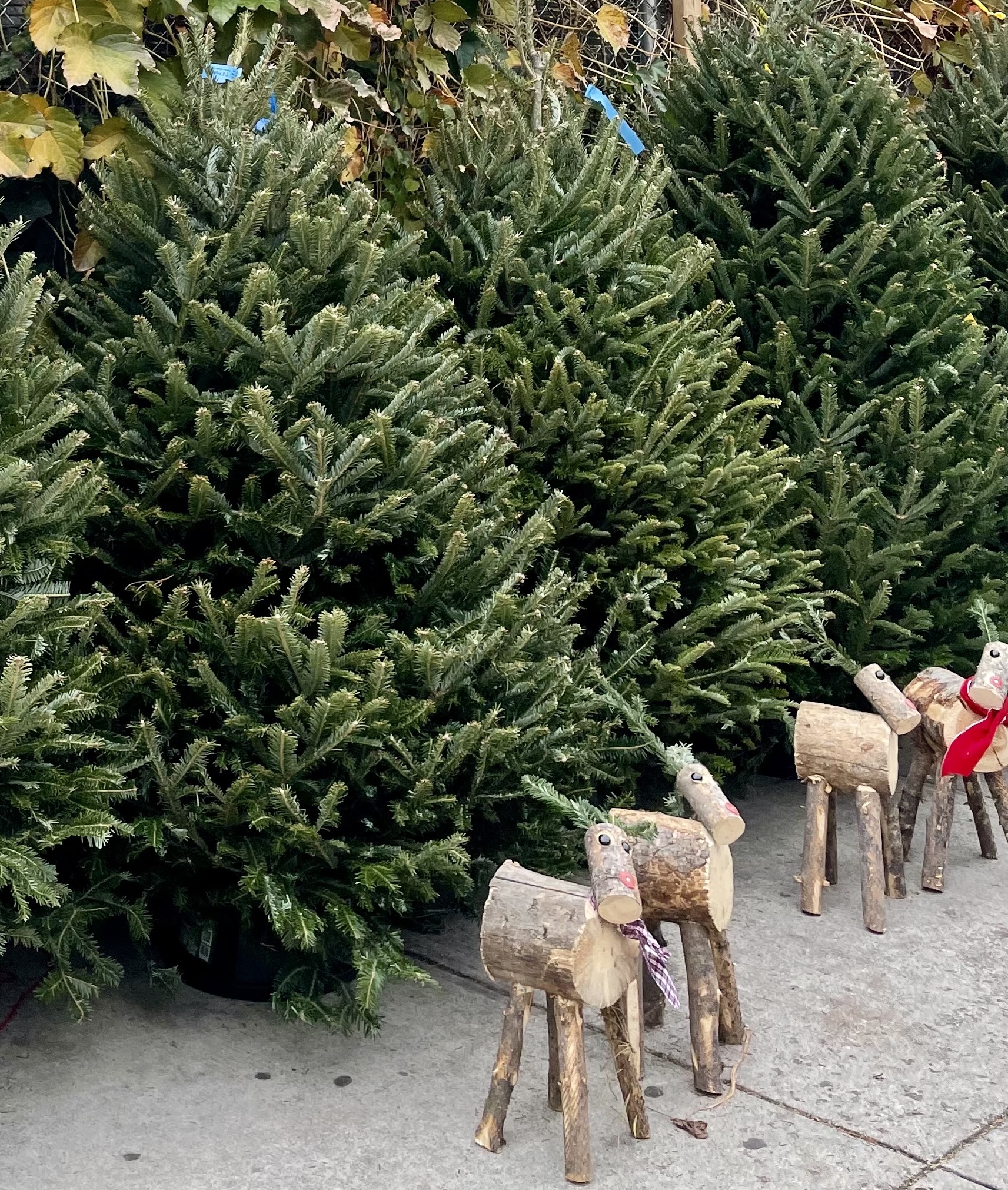 IMG_8975 - Greenpointers